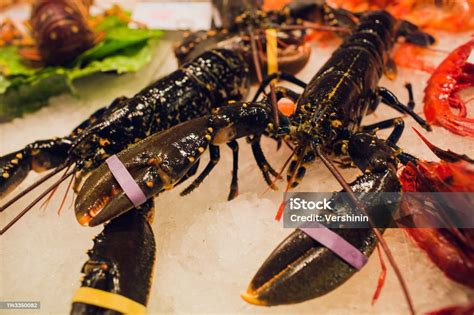 대형 원시 다크 레드 새우 새우 갑각류 랍스터 가재 해산물 매장 상점에서 디스플레이에 유리 뒤에 신선한 시장에 얼음에 서 건강한 식생활에 대한 스톡 사진 및 기타 이미지