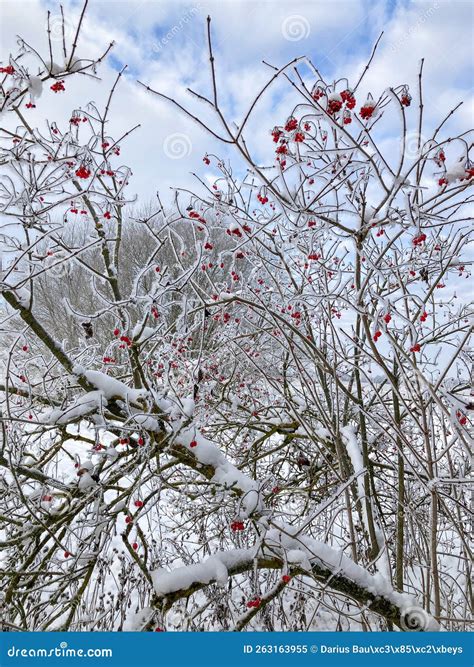 Snow Covered Red Snowball Berries And Branches In The Garden Stock