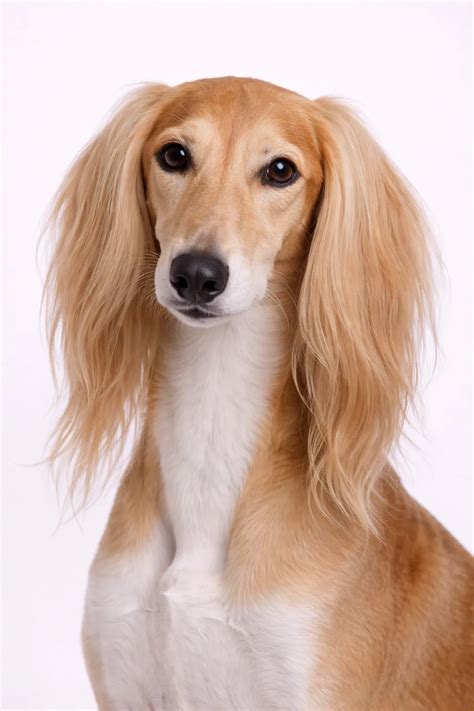 Saluki Breed Guide Temperament And Care Breedfinder