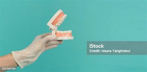 녹색 민트 또는 티파니 블루 배경에 의료 장갑을 착용 손에 치아의 정형 교정 모델 3차원 형태에 대한 스톡 사진 및 기타 이미지 3차원 형태 건강관리와 의술 건강한