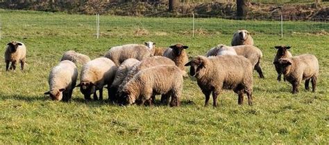 How Many Sheep Per Acre Of Pasture Sheep Stocking Rates Explained
