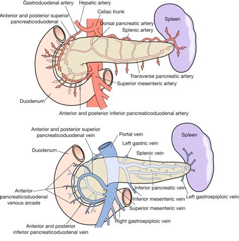 Splenic Artery Pancreatic Branches