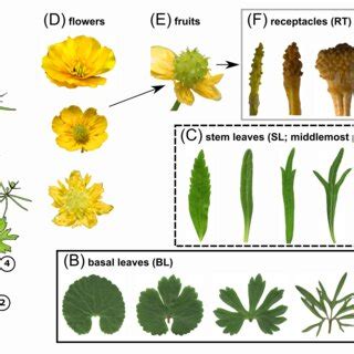 Morphological Variation Among Sexual Progenitors And Polyploid Download Scientific Diagram