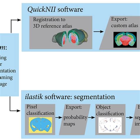 Workflow For Automated Quantification And Spatial Analysis Diagram