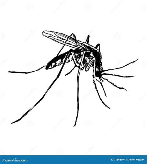 Hand Sketch Mosquito Stock Vector Illustration Of Clipart 71563094
