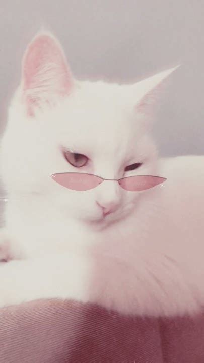 эстетичные обои с котиками Youtube