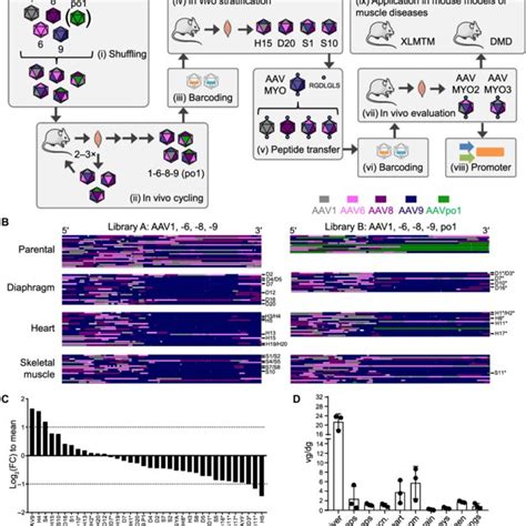 Overview Of AAV Library Generation In Vivo Evolution And Validation
