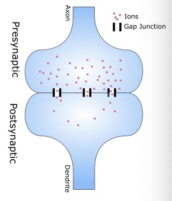 NSCI Lecture Synaptic Transmission Flashcards Quizlet