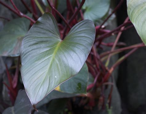 Philodendron Erubescens (Blushing Philodendron) Care Guide