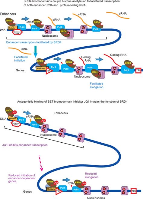 Brd4 Assists Elongation Of Both Coding And Enhancer Rnas Guided By Histone Acetylation Pmc