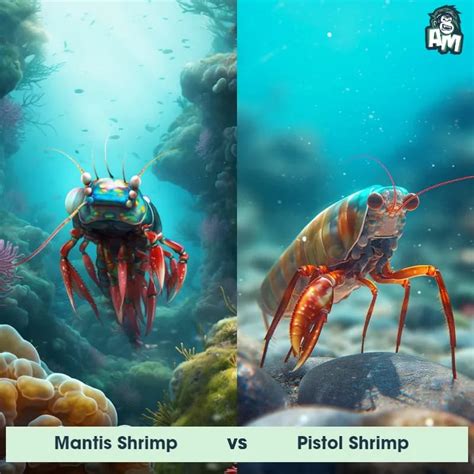Mantis Shrimp Vs Pistol Shrimp See Who Wins Animal Matchup