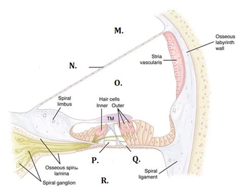 Cochlea Diagram Quizlet