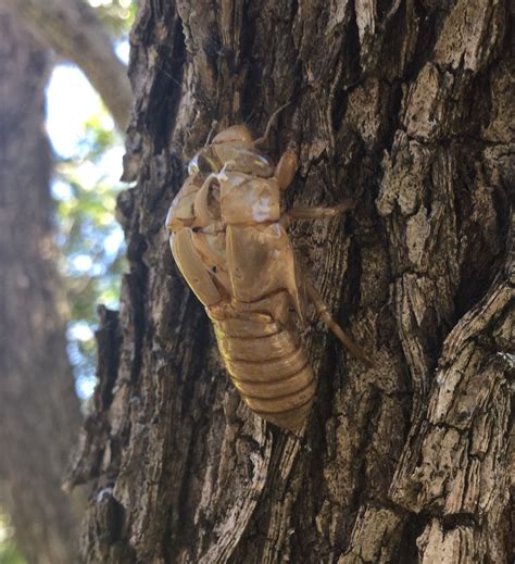 The Blades Of Grass The Cicada Shell