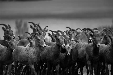 Premium Photo Computer Memory Module For Faster Performance