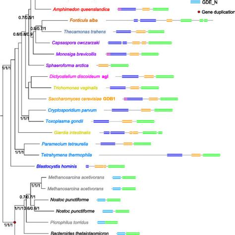 Distribution Of Branching And Debranching Enzymes In Major Groups Of Download Scientific