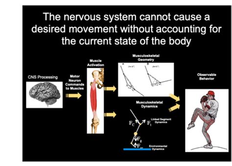 Lecture Section Introduction To Motor Flashcards Quizlet