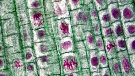 Bryophytes Vs Gymnosperms Whats The Difference This Vs That