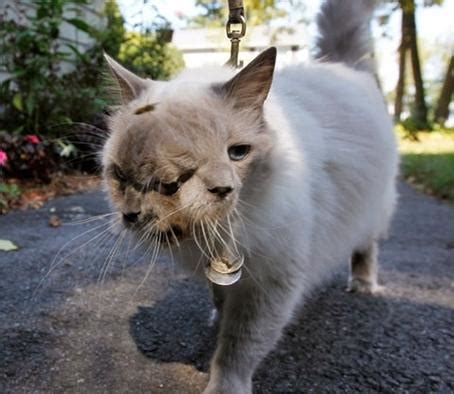 猫咪会和自己的兄弟姐妹交配吗猫近亲繁殖会出现什么状况 知乎