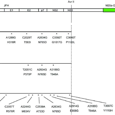 Genetic Mutations Identified In Cell Culture Adapted Hcv Rnas A