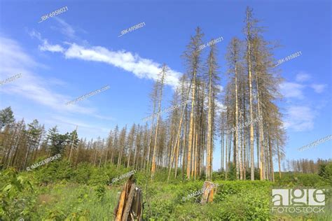 Spruce European Spruce Picea Abies Dead Trees Due To Drought And Bark Beetle Infestation