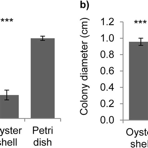Sexual Life Cycle Of Porphyra Alternating Between The Macroscopic