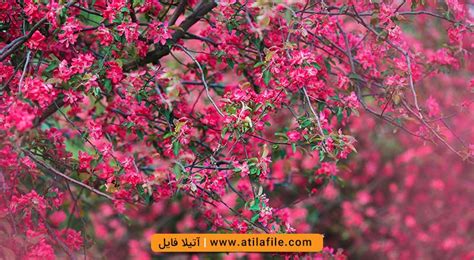 بک گراند عکس بهاری برای فتوشاپ آتیلا فایل