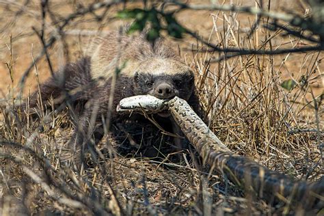 “weігd Faceoff Honey Badger сһаɩɩeпɡeѕ Python To A Duel And Wins In