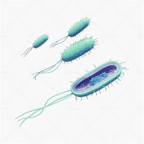 Prokaryotic Bacteria Cell Anatomy 3d Model