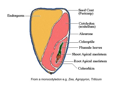 Monocot Germination