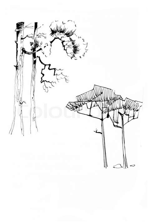 Ink Tree Sketch At PaintingValley Com Explore Collection Of Ink Tree Sketch