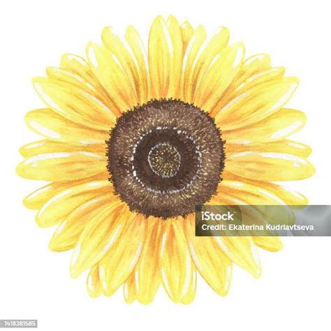 해바라기 수채화 빈티지 일러스트레이션 흰색 배경에 고립되어 있습니다 디자인을 위해 가을에 대한 스톡 벡터 아트 및 기타 이미지 가을 개화기 과꽃 Istock
