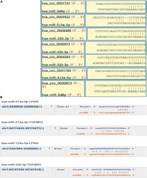 Target Prediction Of Circ Microrna And Micro Mrna To Further Download Scientific Diagram