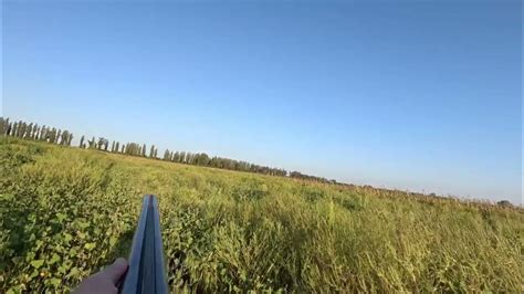 მწყერზე ნადირობა ნაბული Youtube