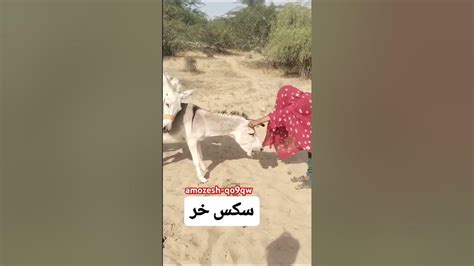 سکس حیوانات Donky Youtube