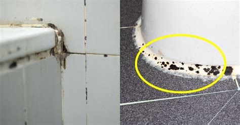 손 안 대고 화장실 곰팡이 깔끔하게 녹이는 이 방법 위키트리