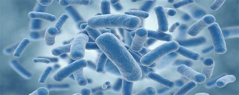 Sexual Behavior May Influence Gut Microbiome