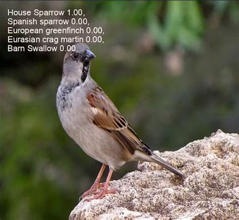 Train And Deploy A Custom Classification Model With Yolov8 Seeed