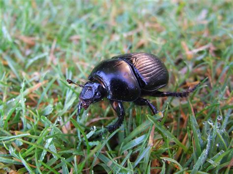 Common Dumble Dor Bug Directory Buglife