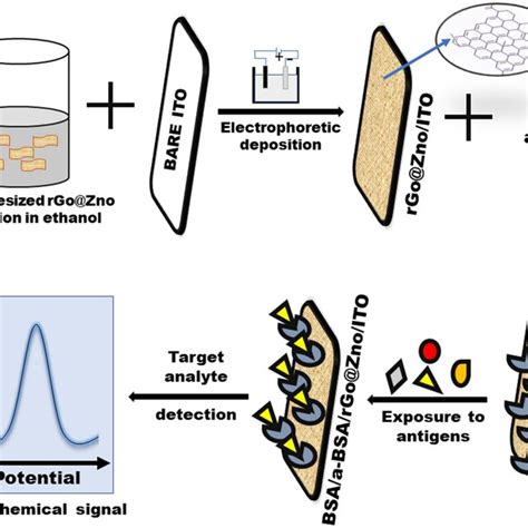 Scheme Showing The Fabrication Of Rgozno Based Biosensor Download Scientific Diagram