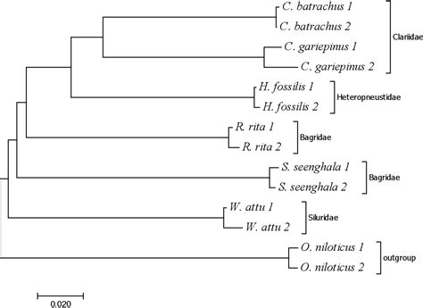 Figure 2 From Molecular Divergence And Phylogenetic Positioning In