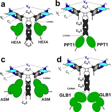 Enzyme Fusion Design Cd Biosynsis