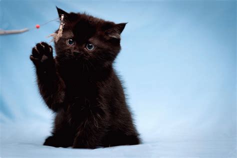 Фото британських котів та кішок Сайт «Мурло