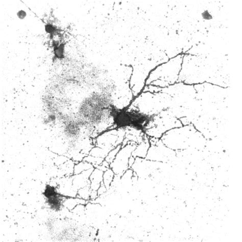 The Visual Inspection Of A Fly Neuron From The Bigneuron Project The