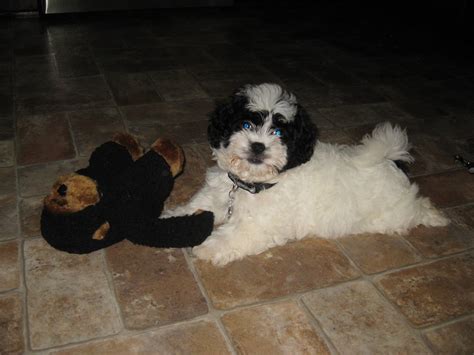 Peke A Chon Bichon Frise X Pekingese Mix All You Need To Know Bichon World