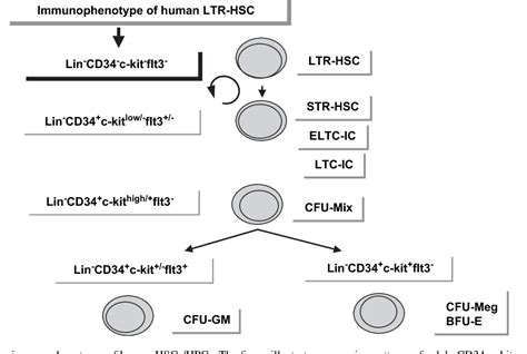 Figure 2 From Immunophenotype And Functional Characteristics Of Human Primitive Cd34 Negative