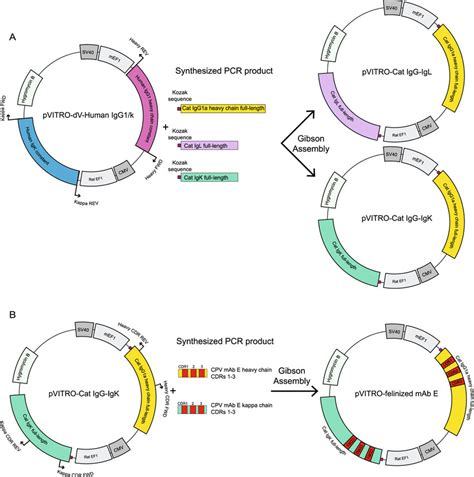Schematic Representation Of The Gibson Assembly Cloning Strategy For Download Scientific
