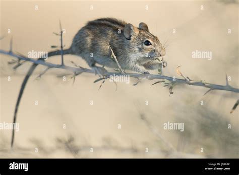 Tree Mouse Hi Res Stock Photography And Images Alamy
