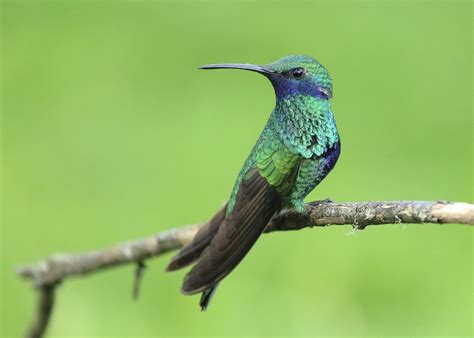 Conoce Cinco Especies De Vertebrados Y Ayuda A Conservarlos