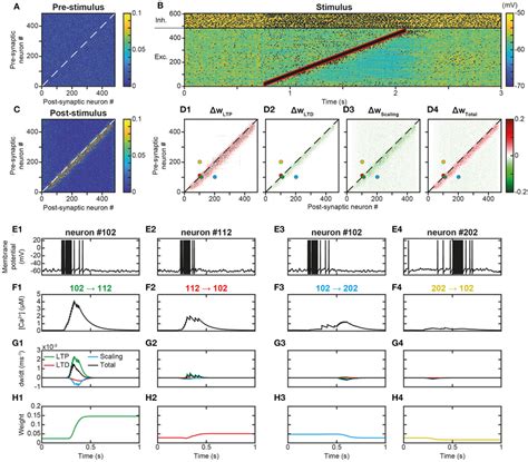 Learning A Trajectory Stimulus Into A Trajectory Engram A Synaptic