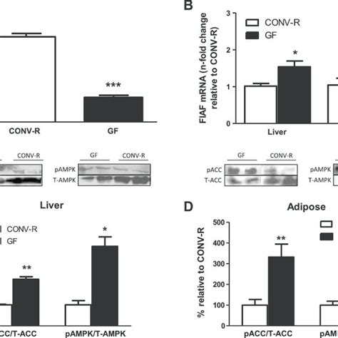 Relative Epididymal Fat Pad Mass A Fiaf Expression B And